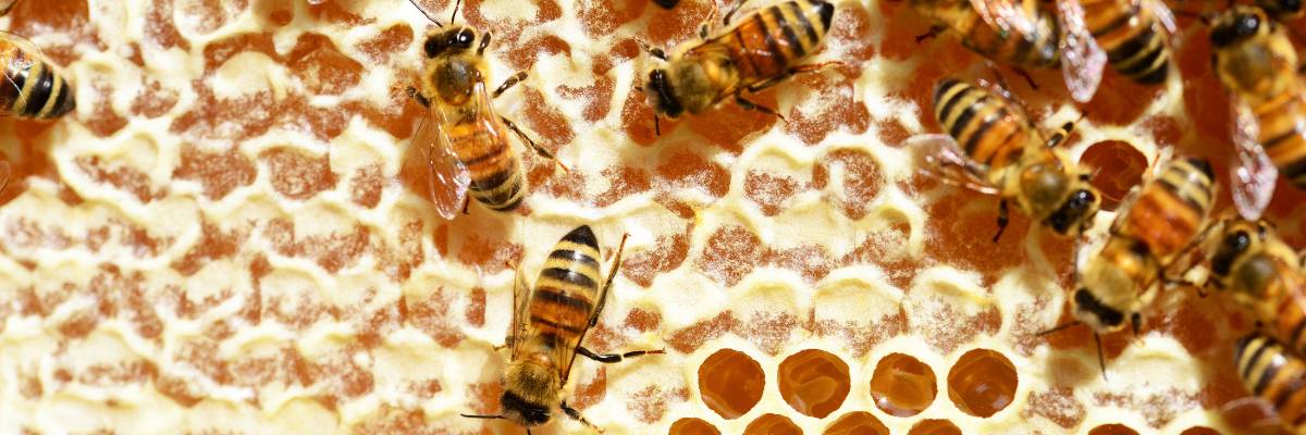 Plaster miodu. Jak wykorzystać właściwości plastra miodu?